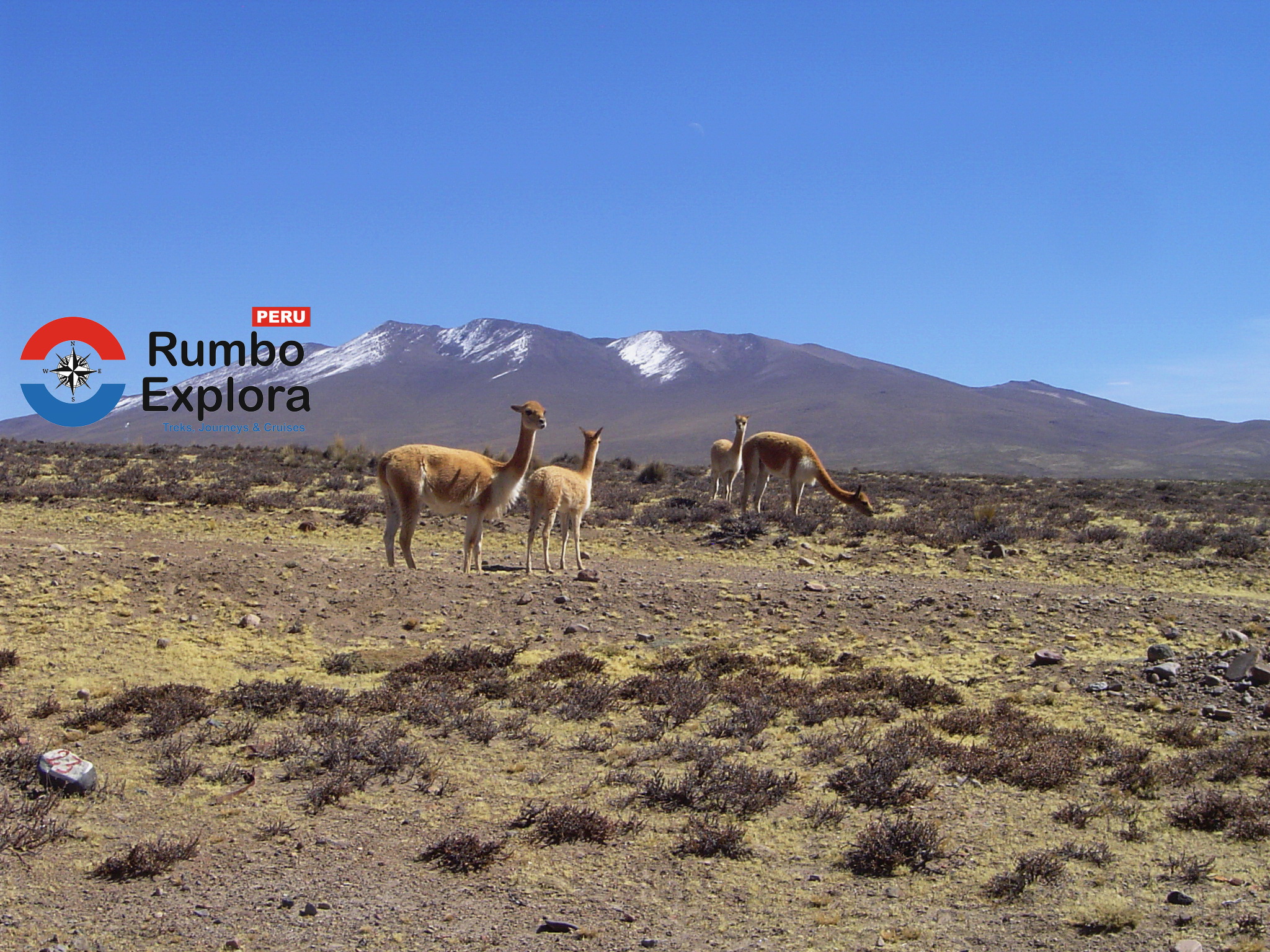 Arequipa Puno - Transporte Privado | Rumbo Explora